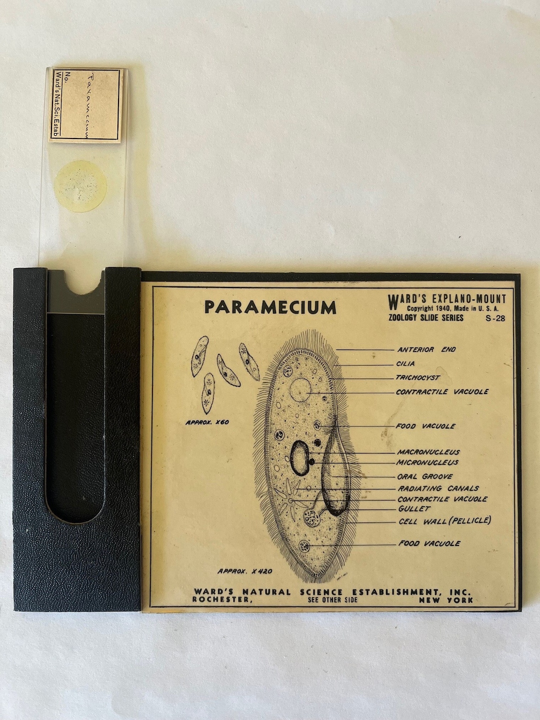 Set of 50 Vintage Biology Microscope Slides - Wards Expalno-mount - in ...