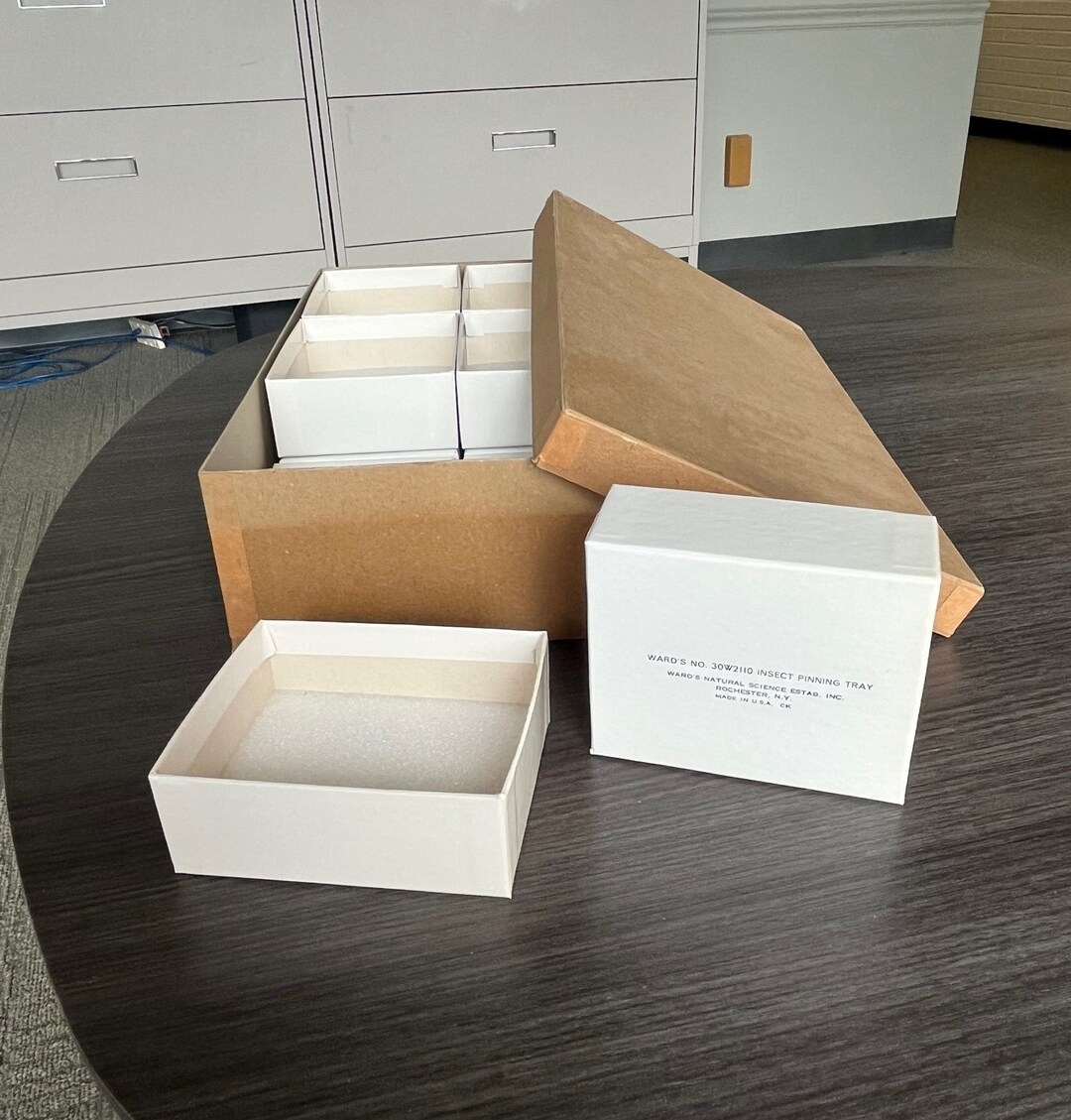 Medium Size Insect Pinning Trays - Case of 12 - Etsy