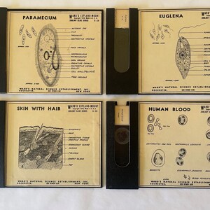 Set of 50 Vintage Biology Microscope Slides - Wards Expalno-mount - in ...