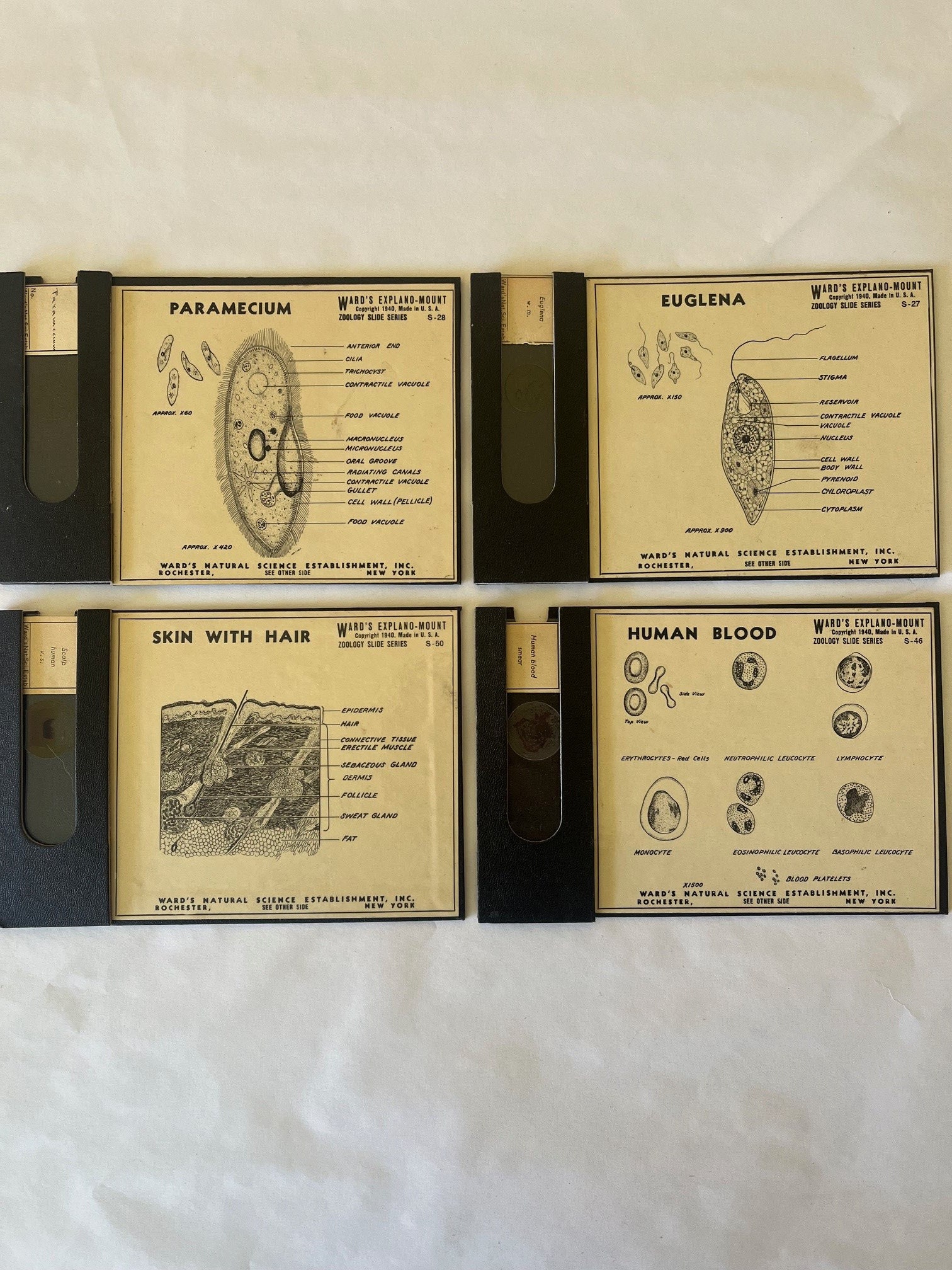 Set of 50 Vintage Biology Microscope Slides Wards Expalno-mount in ...