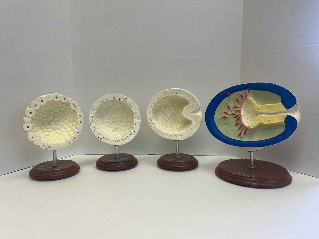 Set of 4 Vintage Early Animal Embryo Stages Models - Etsy