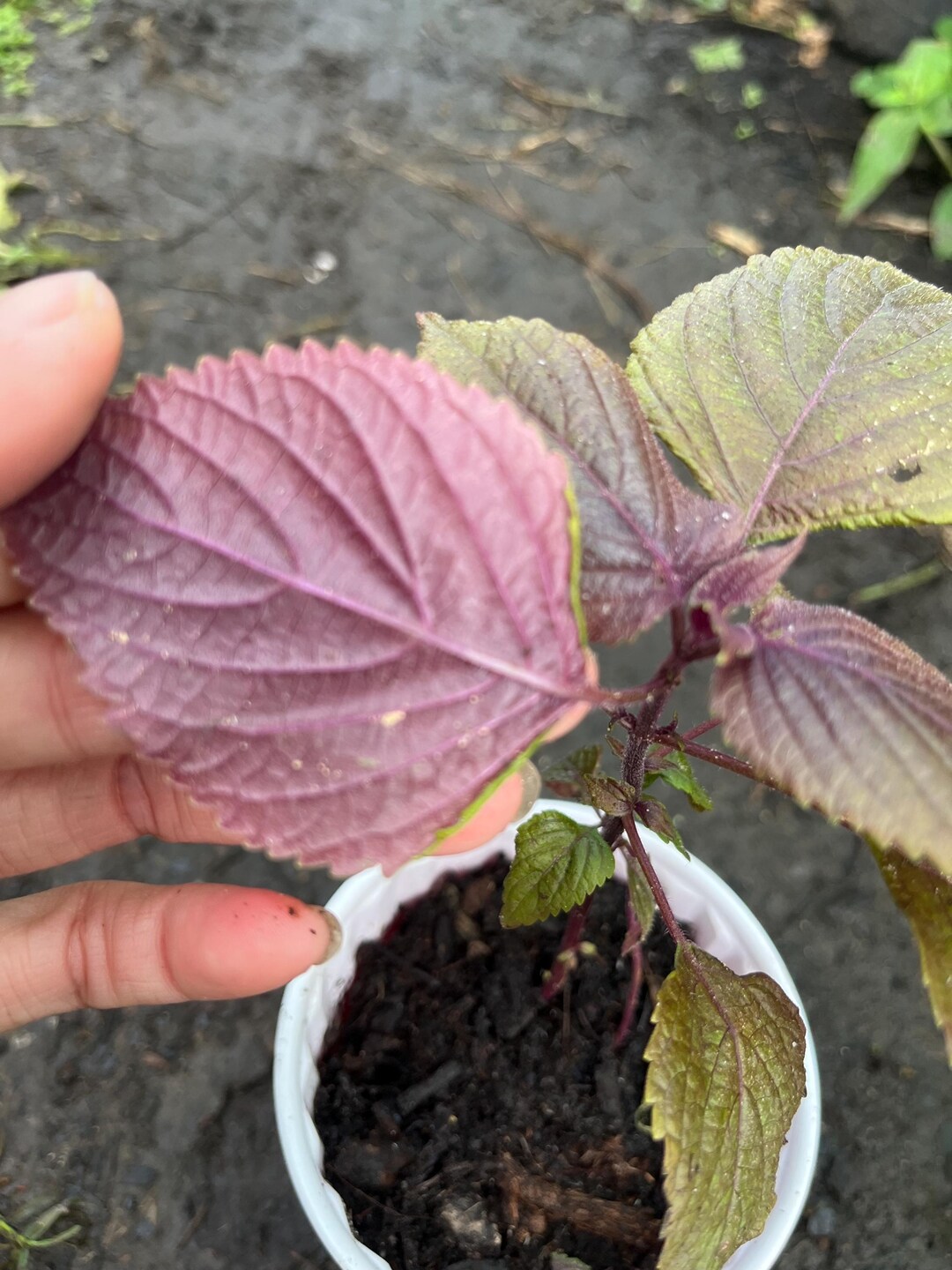 Shiso Plant, Also Known as Perilla Frutescens, Tia to Plant, With 4 ...