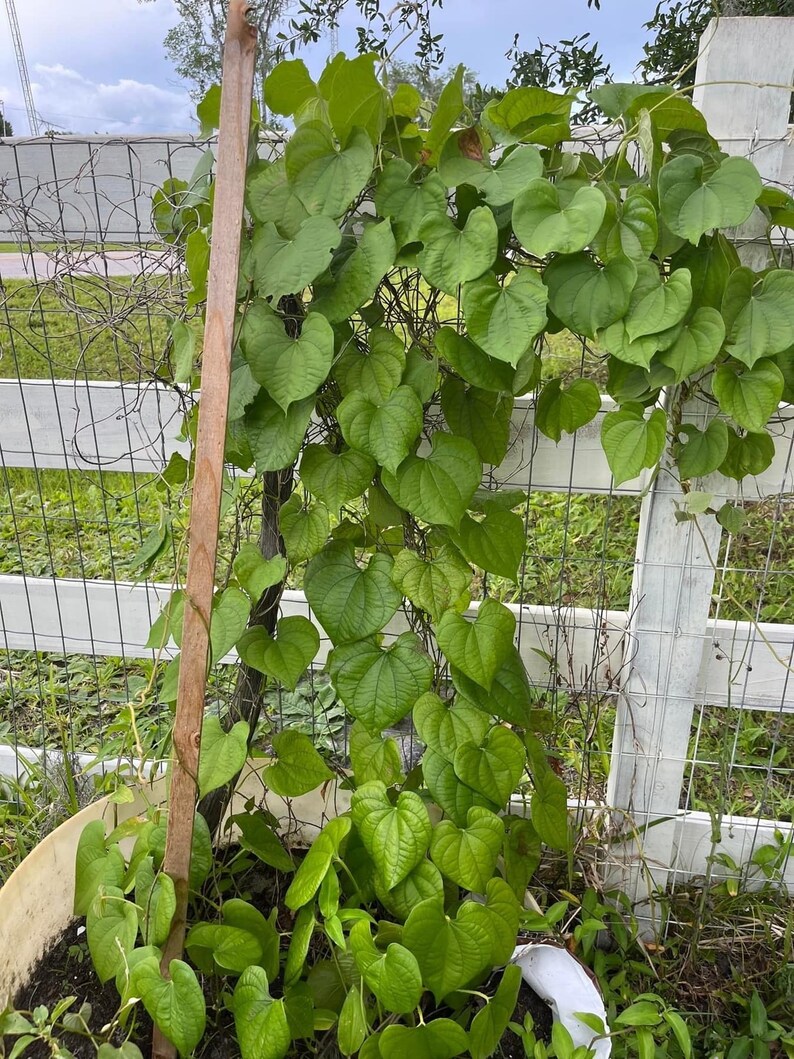 Edible Dioscorea, Lesser Yam Plant With Strong Root for Growing - Etsy