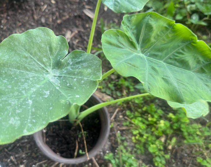Colocasia Gigantea| Doc Mung| Bac Ha - Edible Elephant Ears Plant With ...