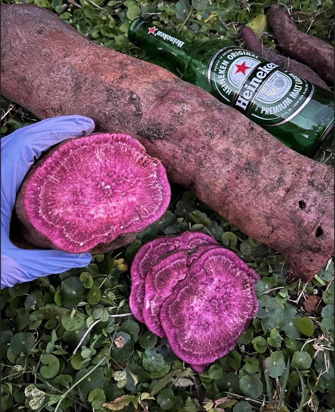 Molokai Purple Sweet Potatoes Cuttings for Growing - Pack of 5 Cuttings ...