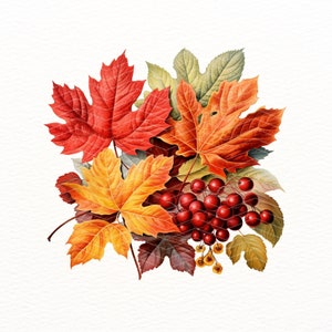 Autumn Maple Leaf Clipart Fall Foliage Seasonal Decor Graphics Fall ...