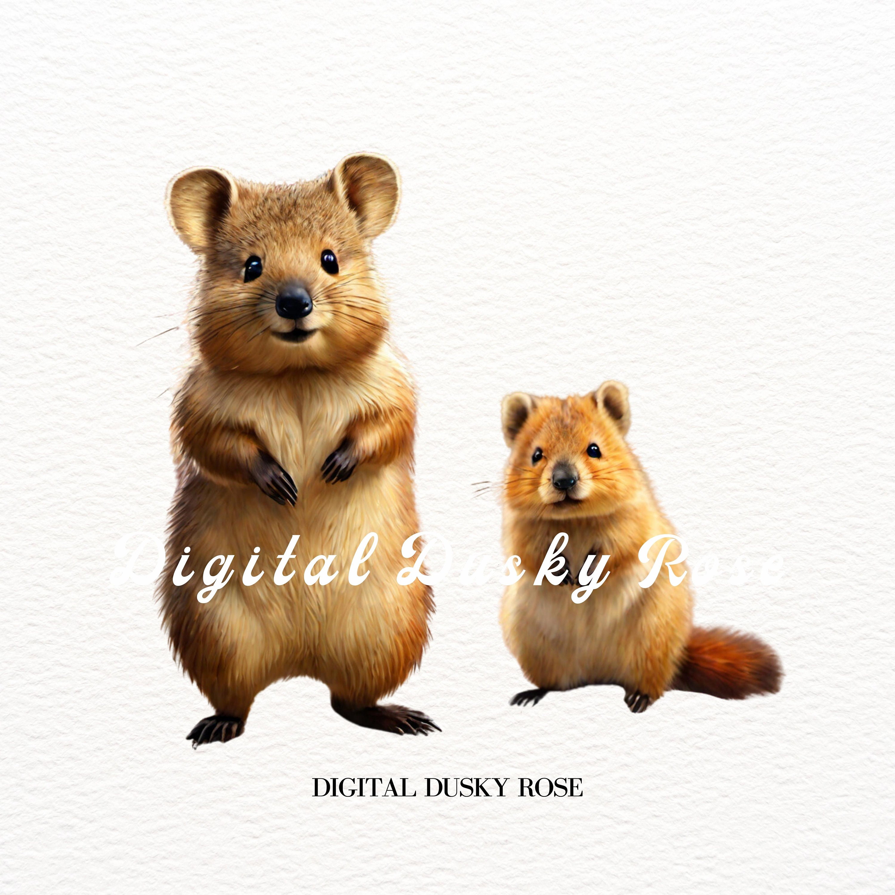 Cute Quokka Watercolor Clipart,png, Adorable Wild Animal, Printable ...