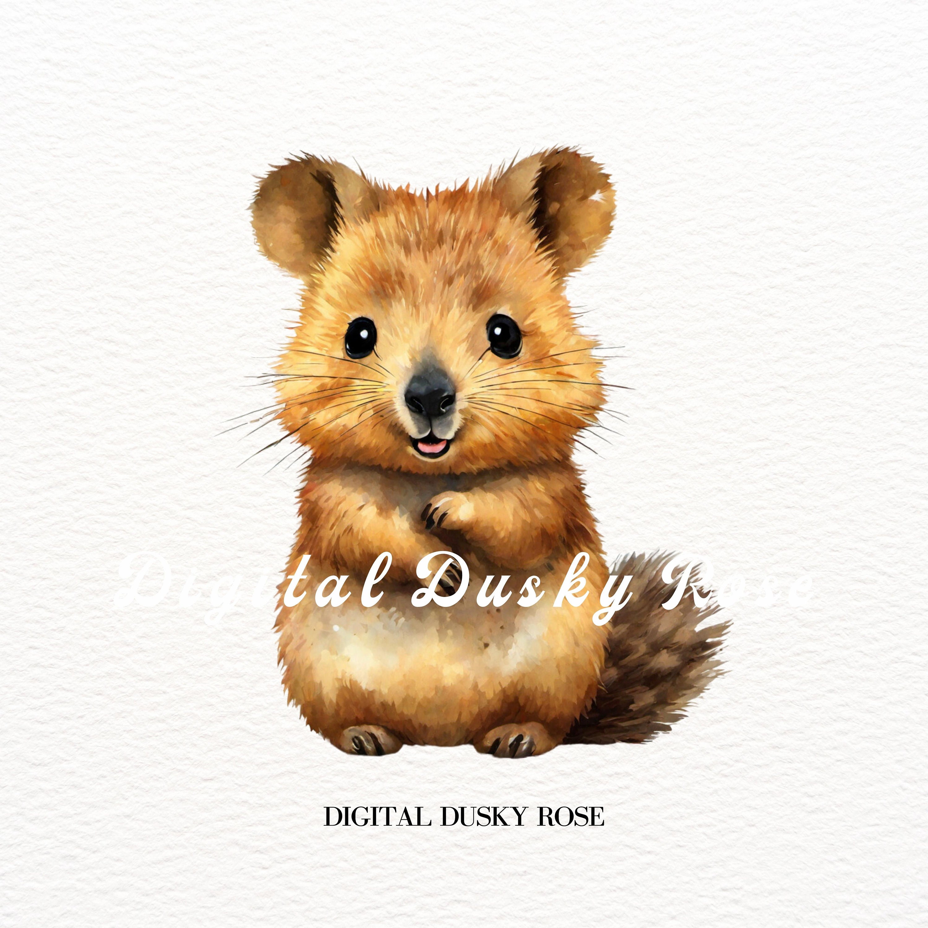 Cute Quokka Watercolor Clipart,png, Adorable Wild Animal, Printable ...