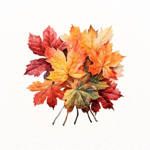 Autumn Maple Leaf Clipart Fall Foliage Seasonal Decor Graphics Fall ...