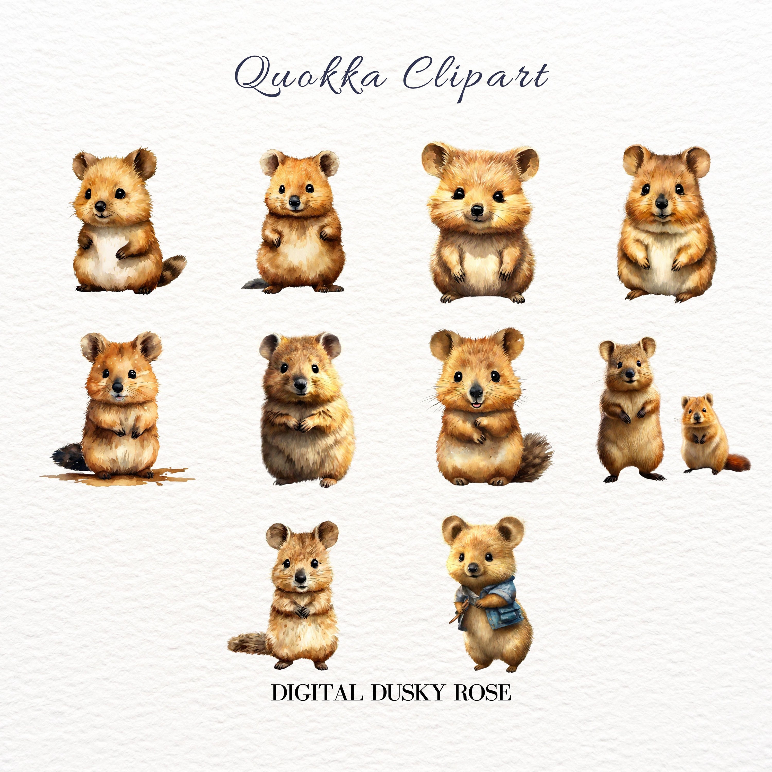 Cute Quokka Watercolor Clipart,png, Adorable Wild Animal, Printable ...