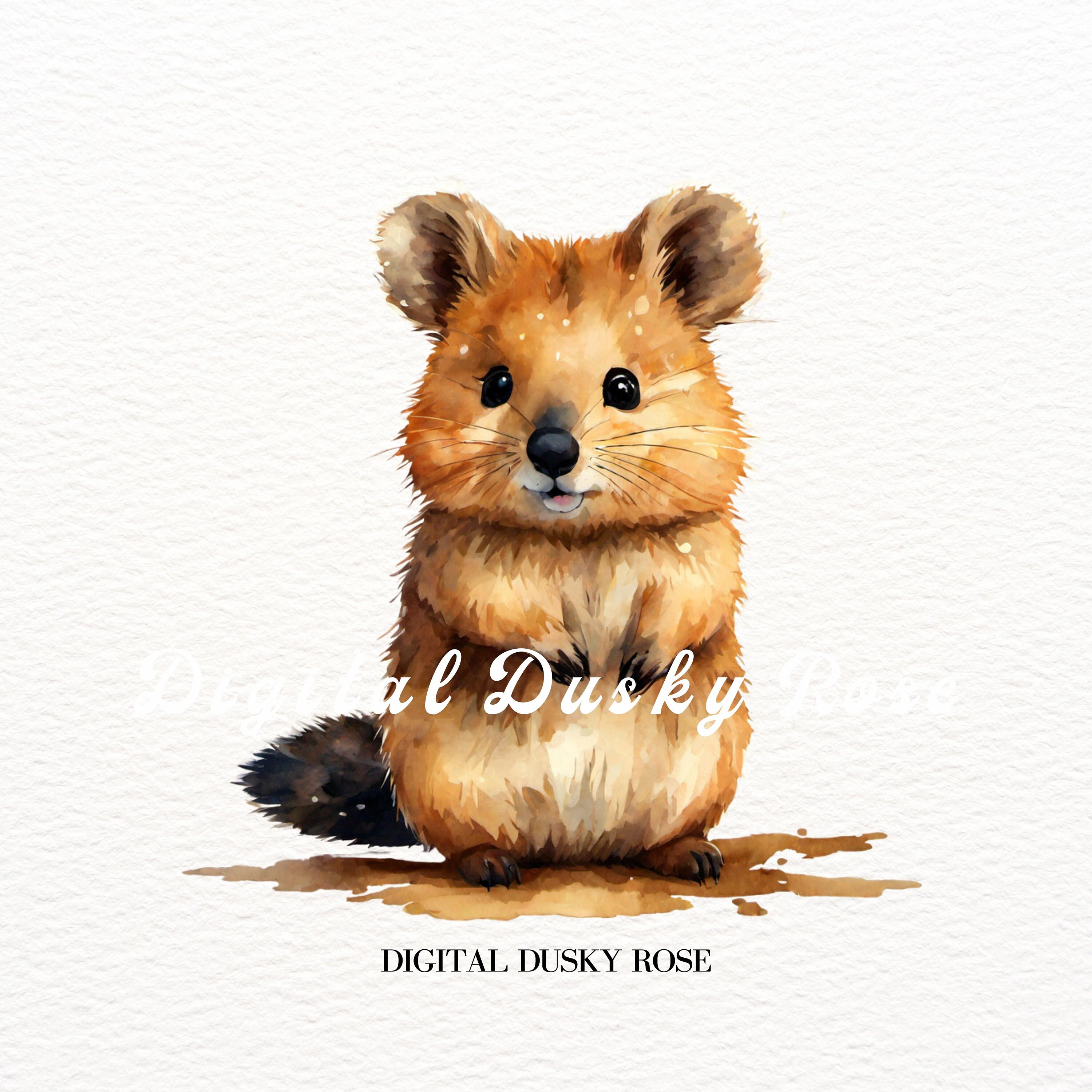 Cute Quokka Watercolor Clipart,png, Adorable Wild Animal, Printable ...