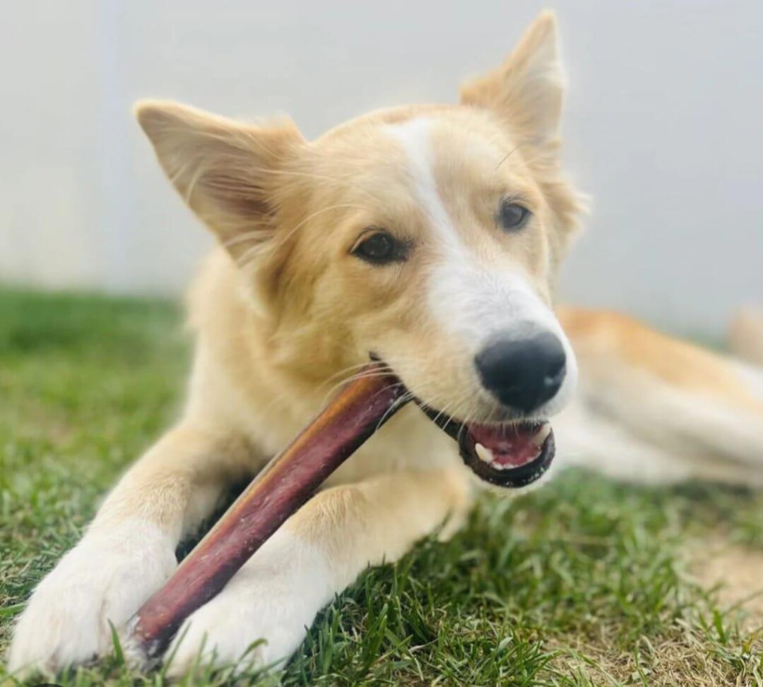 12" Thick Bully Sticks Dog Bones - Etsy