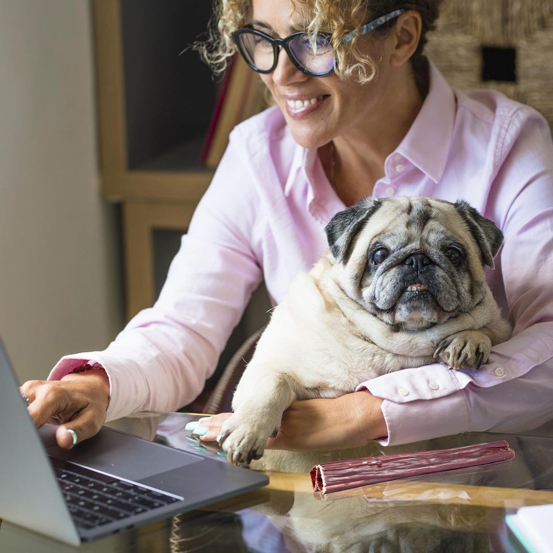 Bully Sticks 3-4" (8 Units) - Etsy