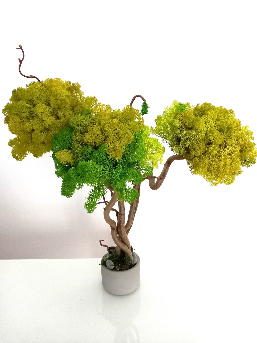 Timeless Tree of Curly Hazel Branches and Bright Green Lichens - Etsy