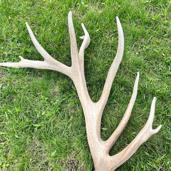 Elk Shed Antlers - Etsy