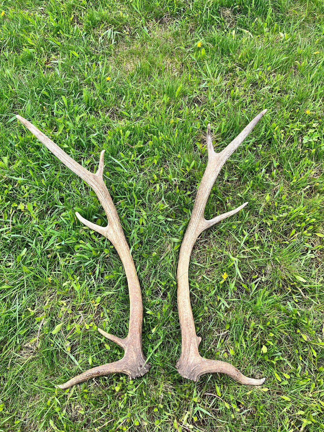 5x4 Rocky Mountain Elk Shed Antler Set - Etsy
