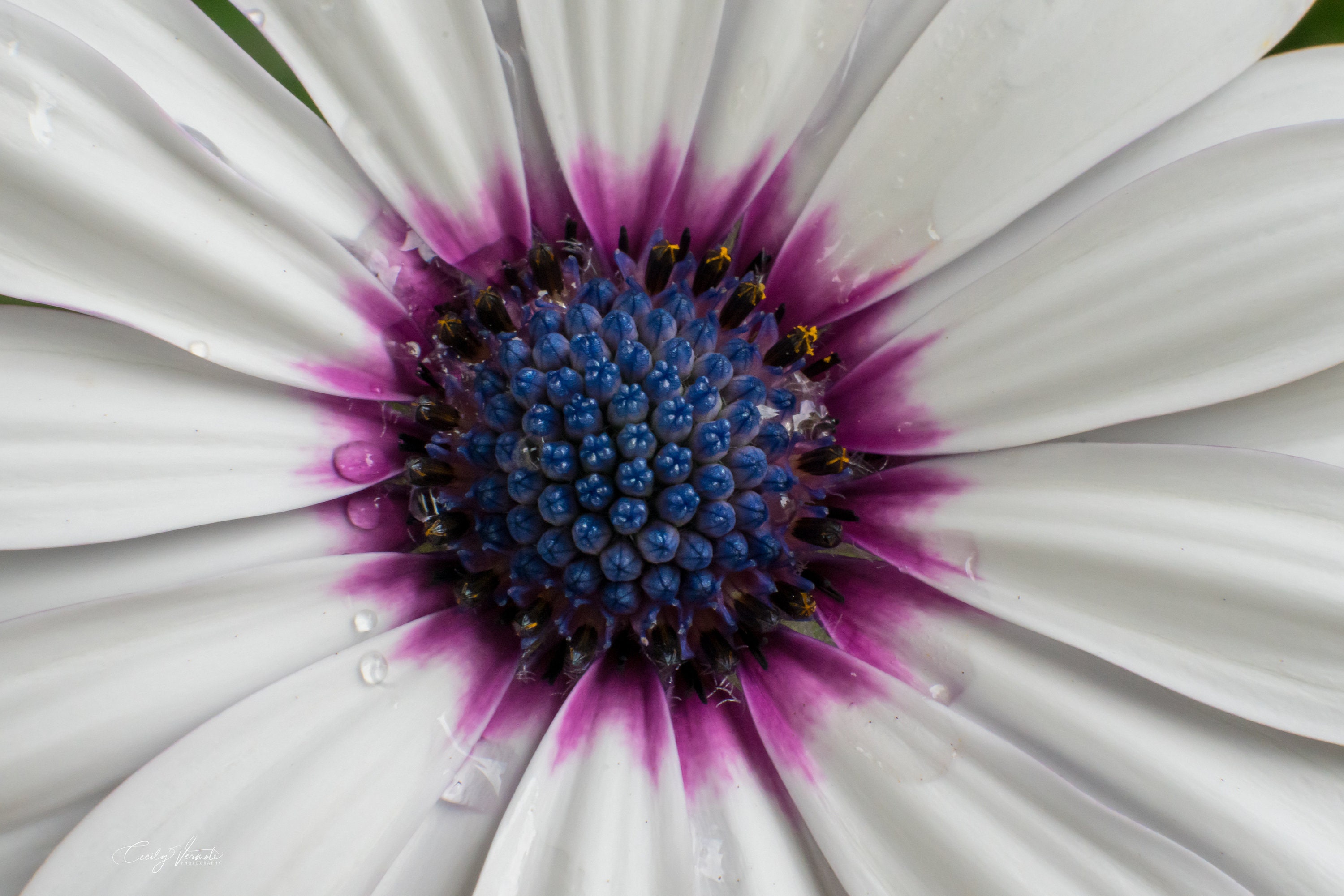 Center of Daisy With Purple and Dew - Etsy