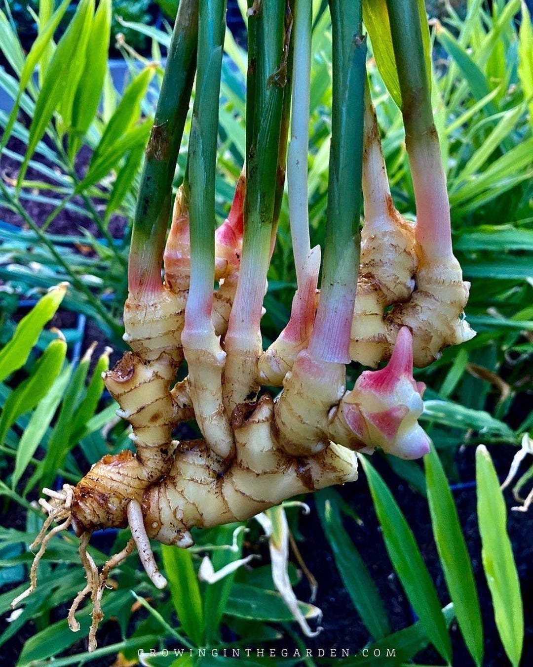 Galangal Thai Ginger Plant, Culinary Herb, at Least Two Plants in a Pot ...