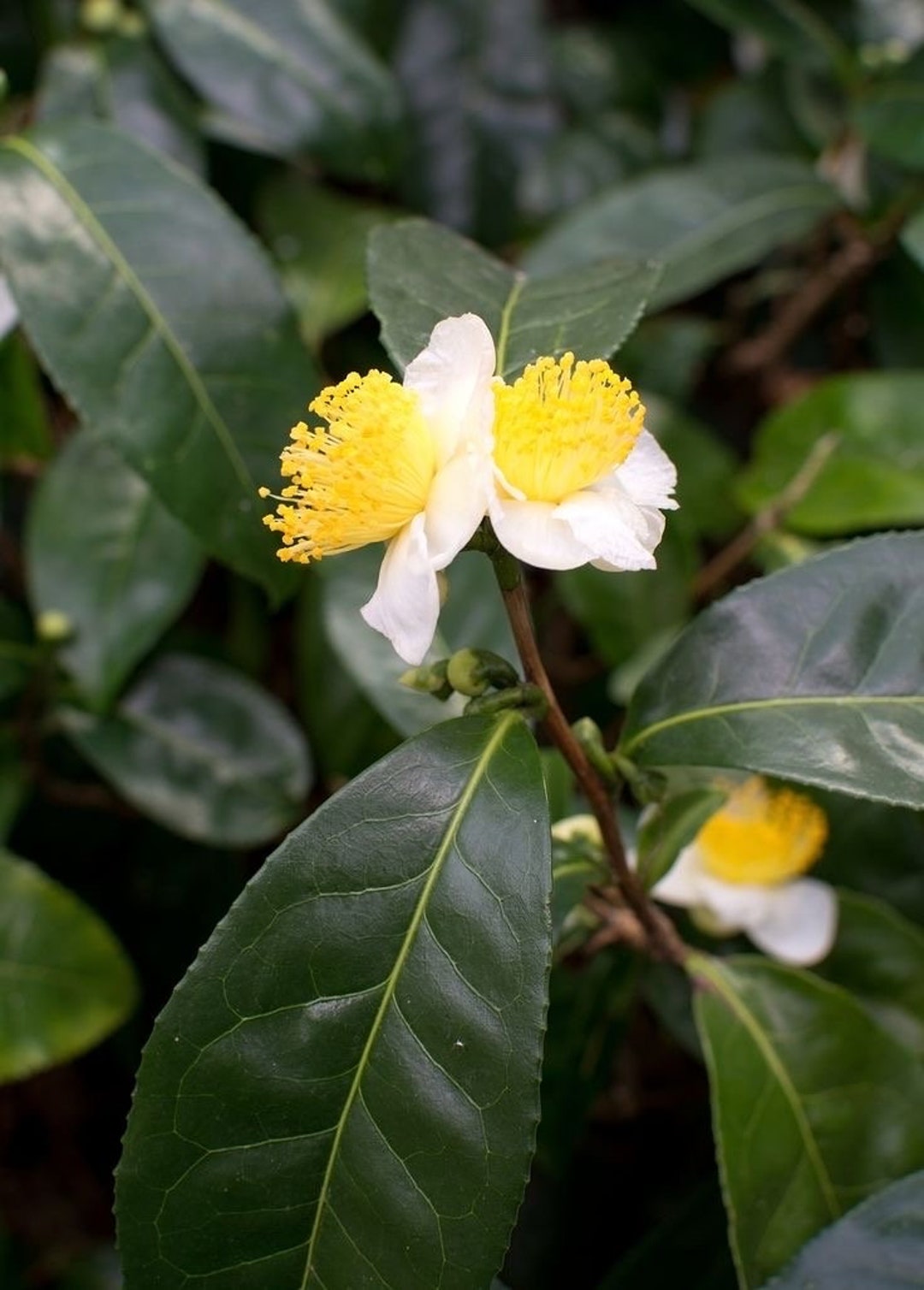 Tea Plant | Camellia Sinensis | Black, Oolong, Green Tea With One ...