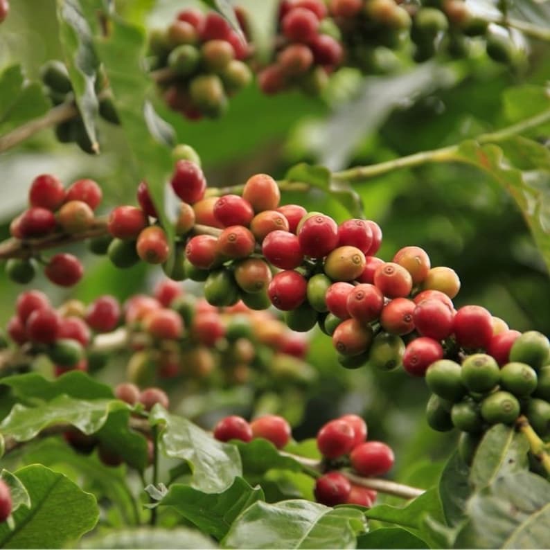 Brazilian Peaberry Moka Arabica Coffee Tree 4ft Tree With Pot . No Ship ...