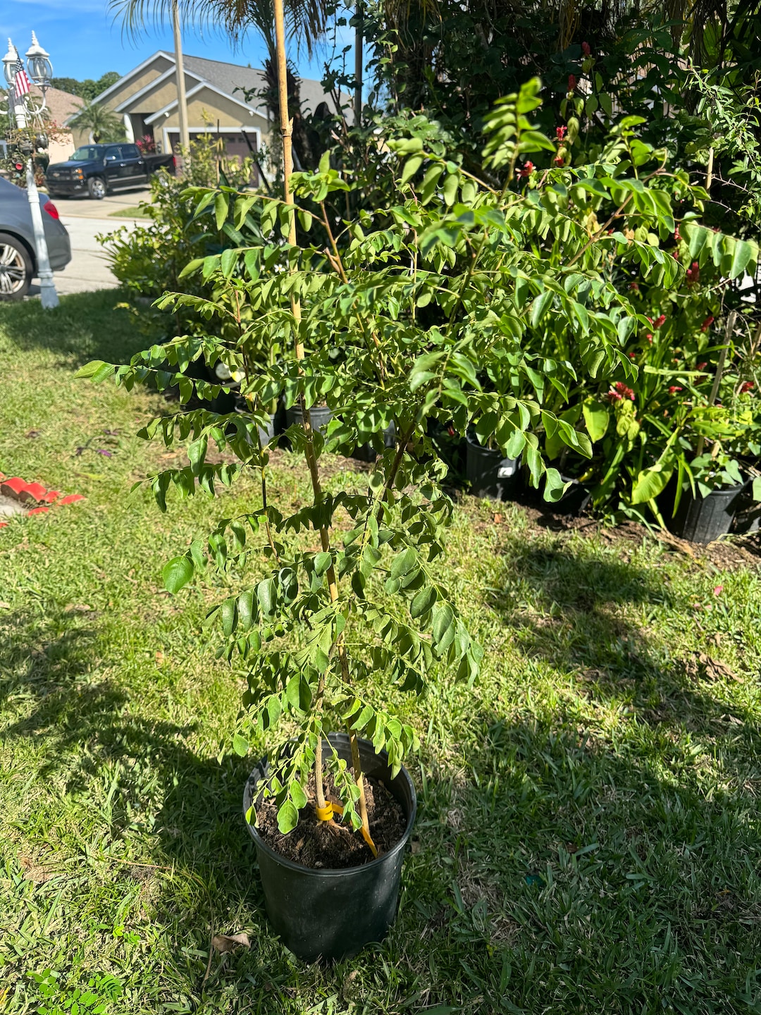 Curry Leaves Leaf Plant 3ft Tree in 3gl Pot. No Shipping Ca. - Etsy