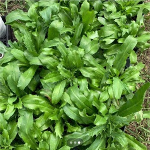 Culantro / Mexican Cilantro Plants 4” Pot, Ready for Harvest. - Etsy