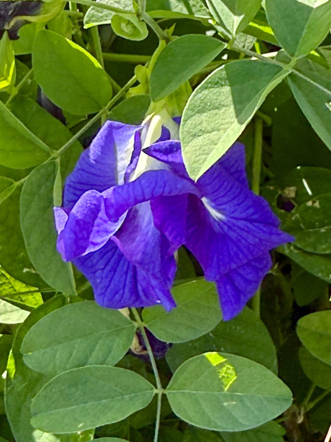 Blue Butterfly Pea Double Layer Flower 35+ Seeds for Planting. - Etsy
