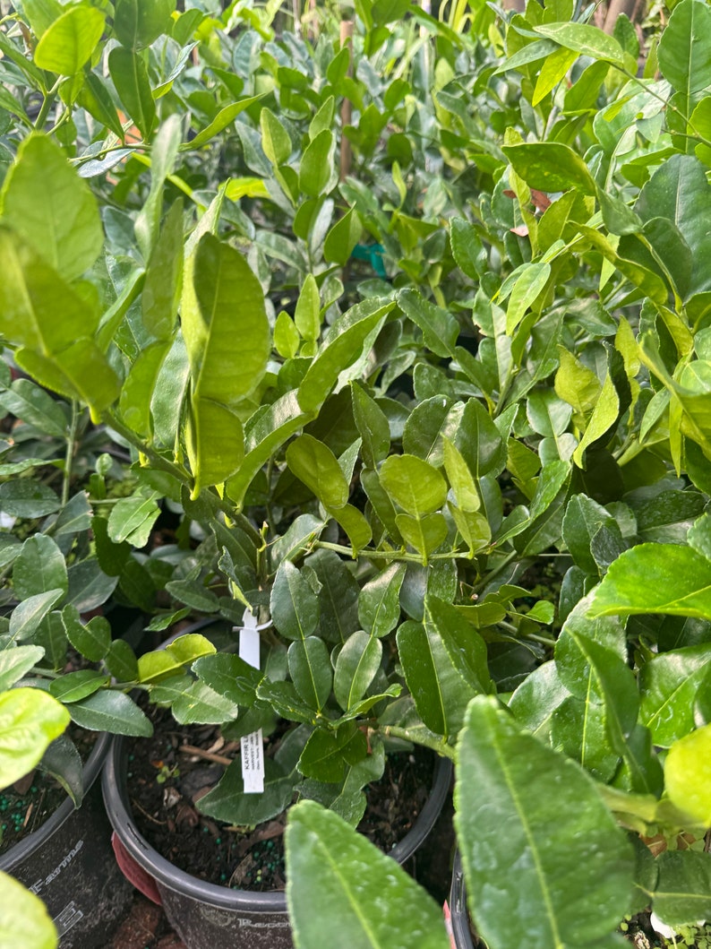 Dwarf Kaffir Lime Tree: 2ft+ Air Layered, Ready to Fruit - Etsy
