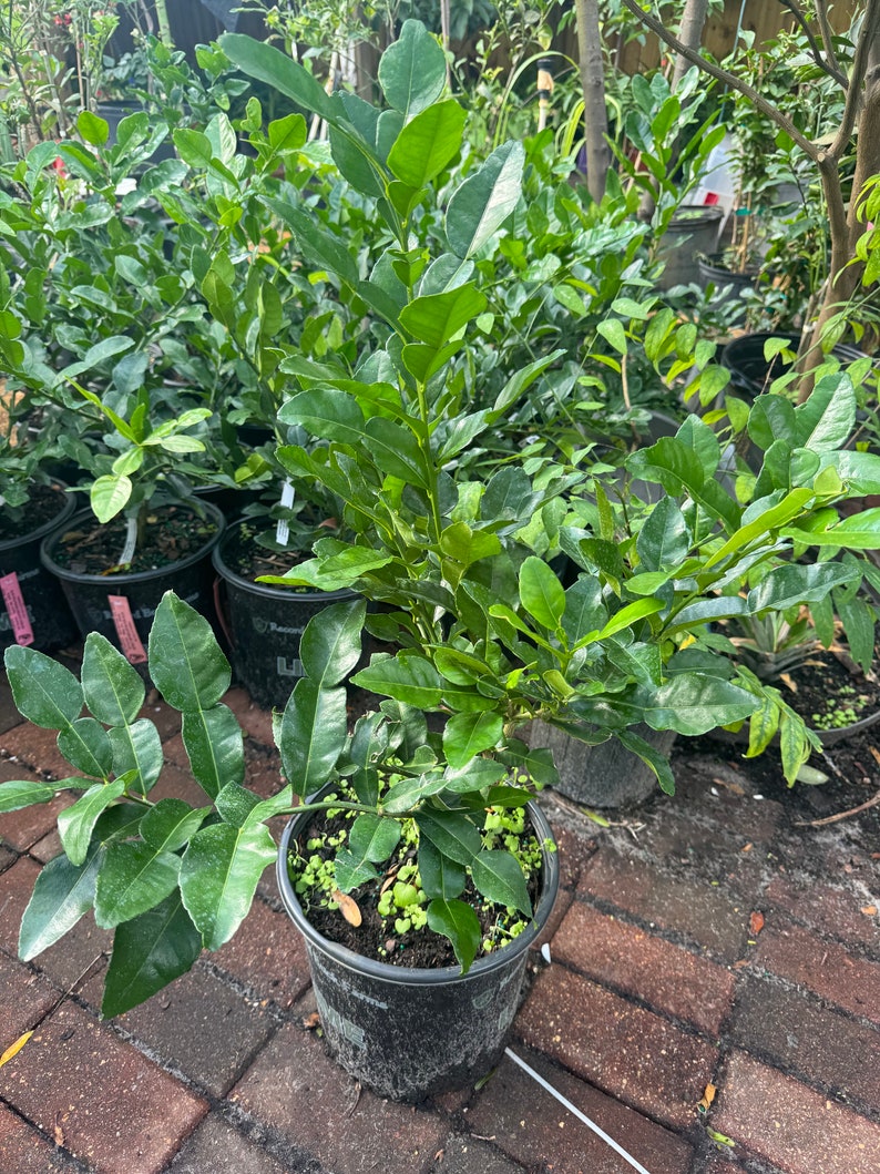 Dwarf Kaffir Lime Tree: 2ft+ Air Layered, Ready to Fruit - Etsy