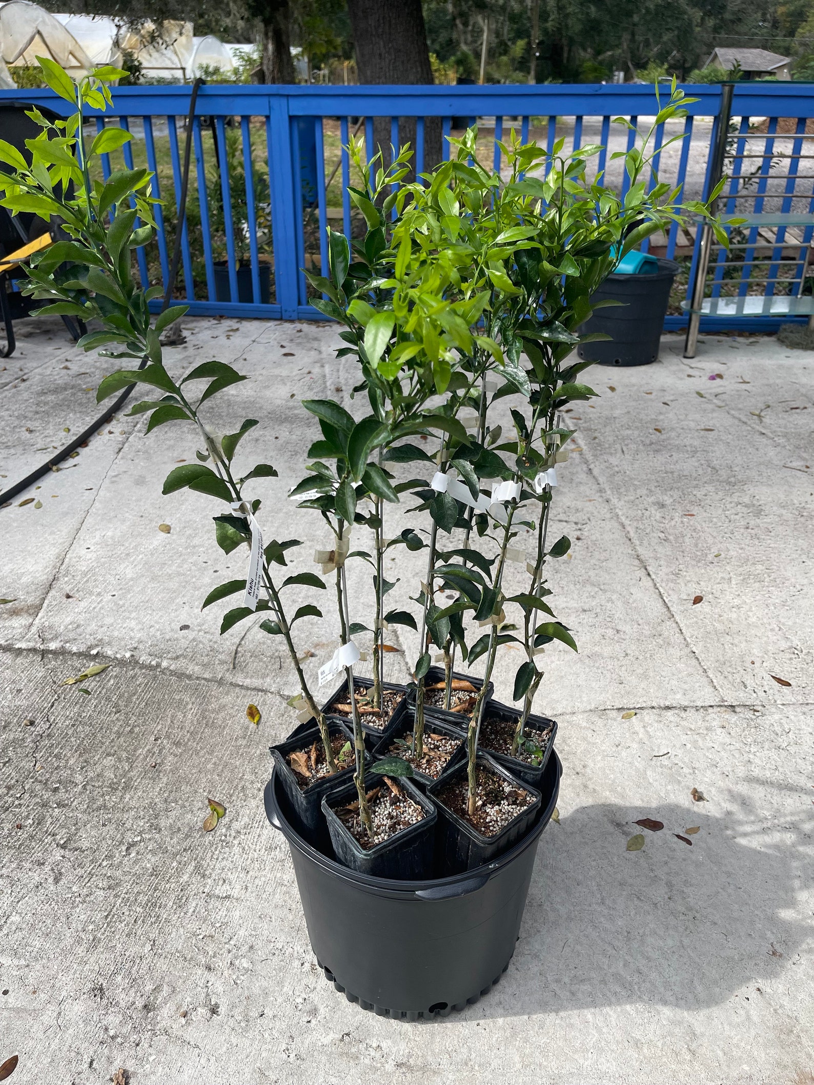 Kishu Seedless Mandarin Tree: 3ft Grafted Citrus. No Ship to CA. - Etsy