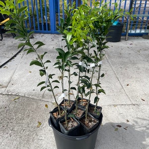 Kishu Seedless Mandarin Tree: 3ft Grafted Citrus. No Ship to CA. - Etsy