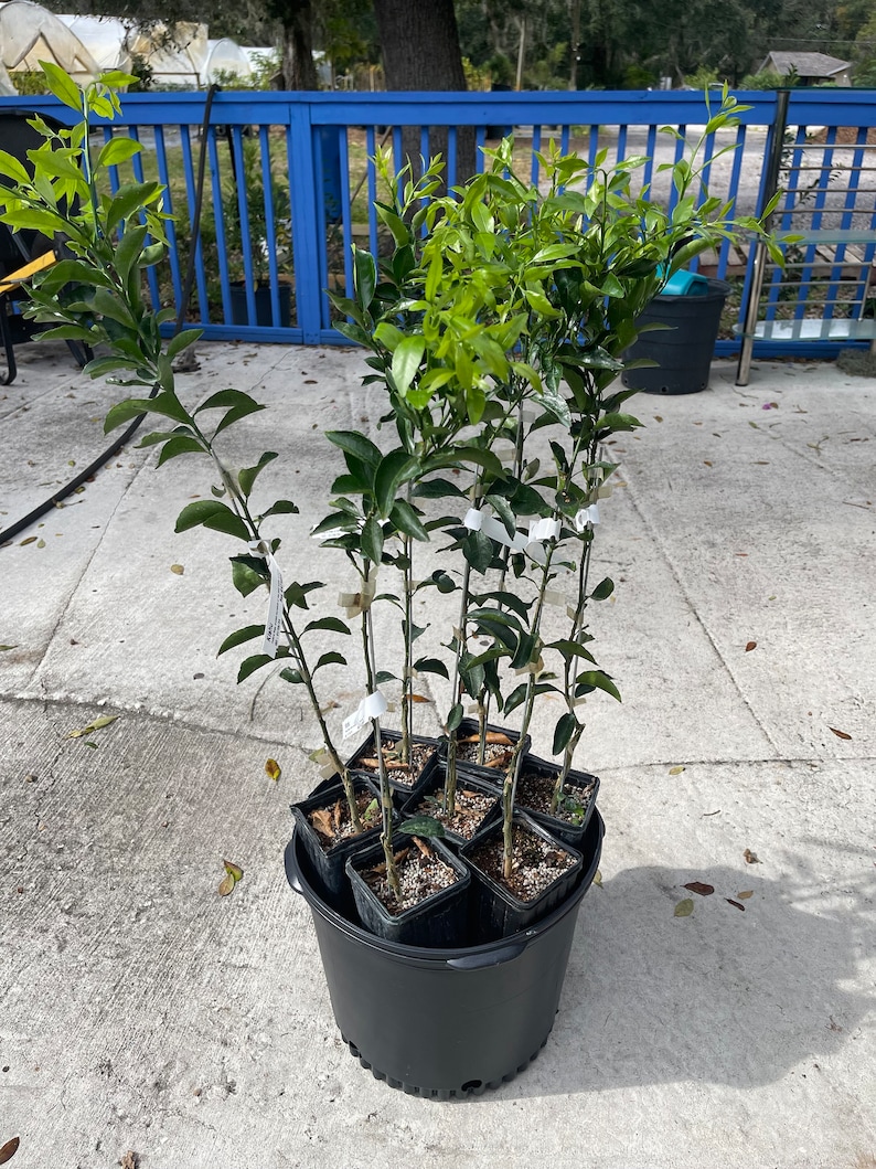 Kishu Seedless Mandarin Tree: 3ft Grafted Citrus. No Ship to CA. - Etsy
