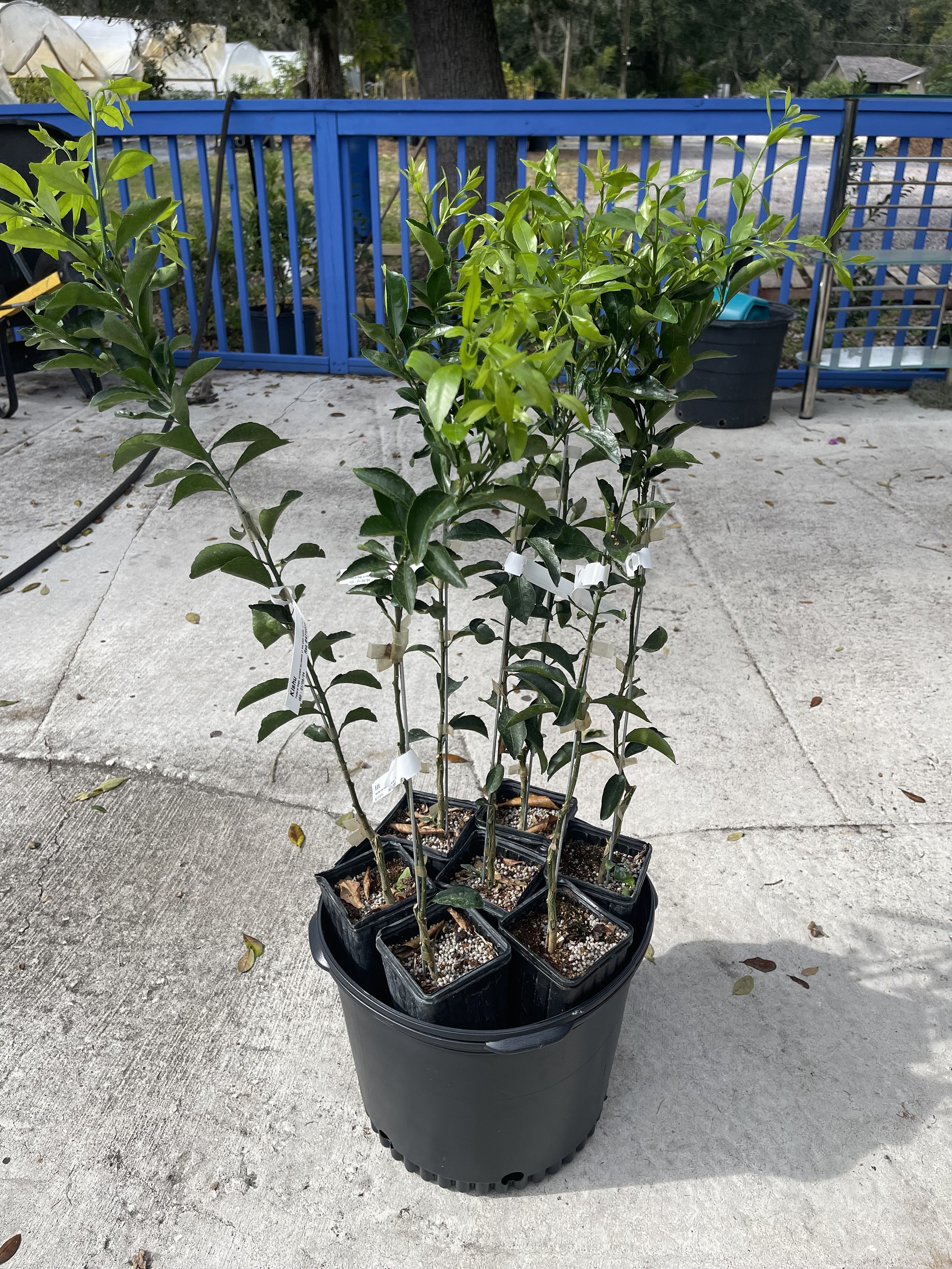 Kishu Seedless Mandarin Tree: 3ft Grafted Citrus. No Ship to CA. - Etsy