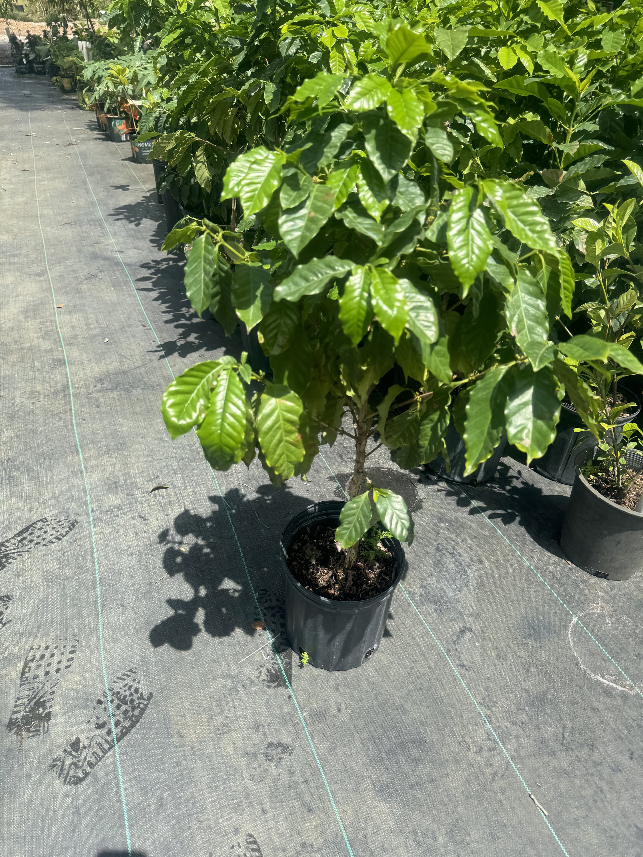 Brazilian Peaberry Moka Arabica Coffee Tree 4ft Tree With Pot . No Ship ...