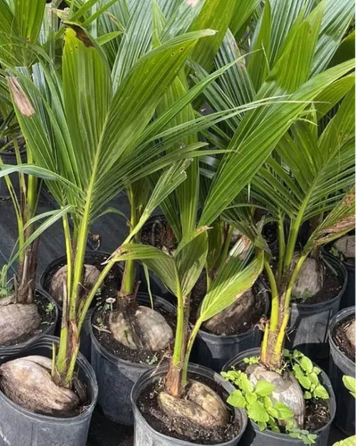 Dwarf Coconut Tree (malayan Dwarf) 3ft & Up. No Ship to CA. - Etsy