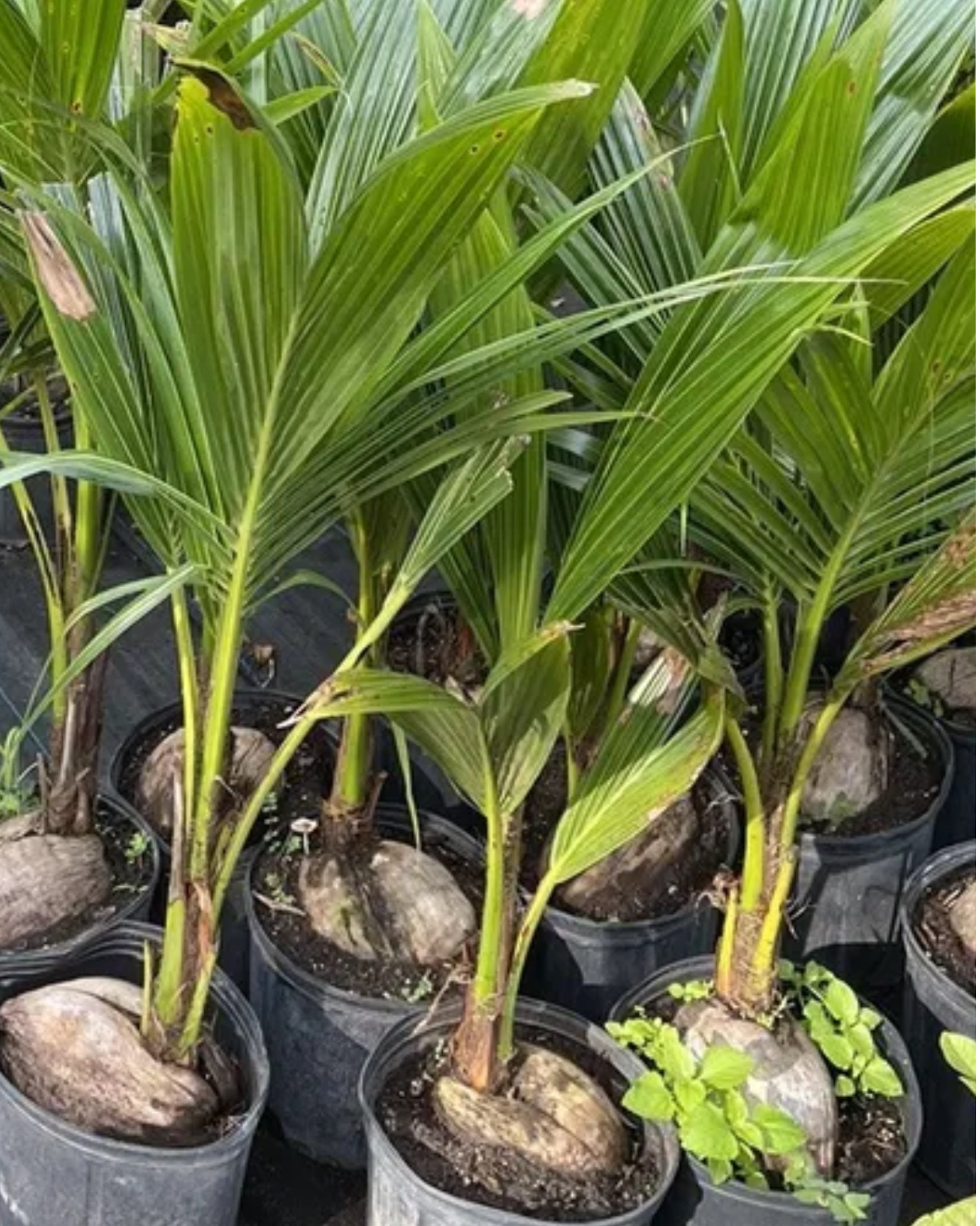 Dwarf Coconut Tree malayan Dwarf 3ft & Up. No Shipping Ca - Etsy Australia