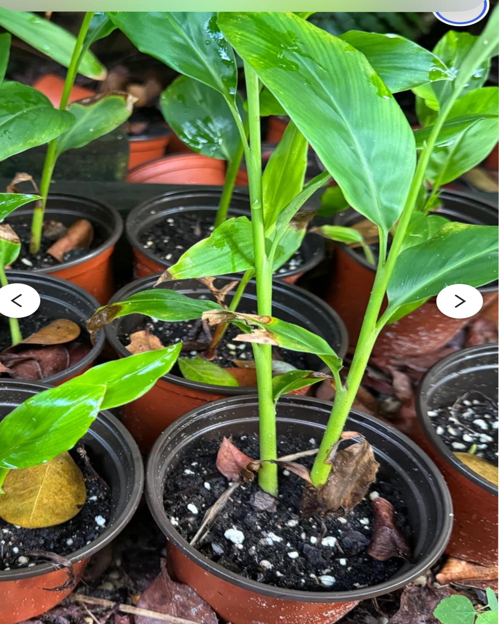 Galangal Thai Ginger Plant, Culinary Herb, at Least Wo Plants in a Pot ...