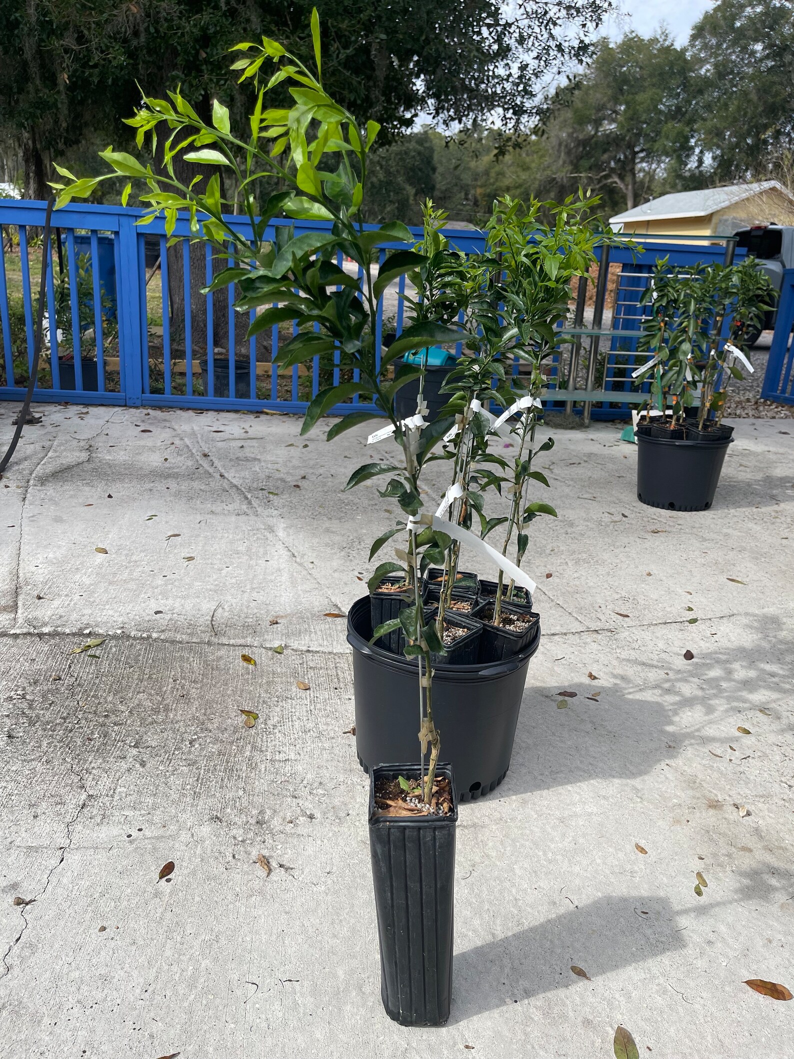Kishu Seedless Mandarin Tree: 3ft Grafted Citrus. No Ship to CA. - Etsy