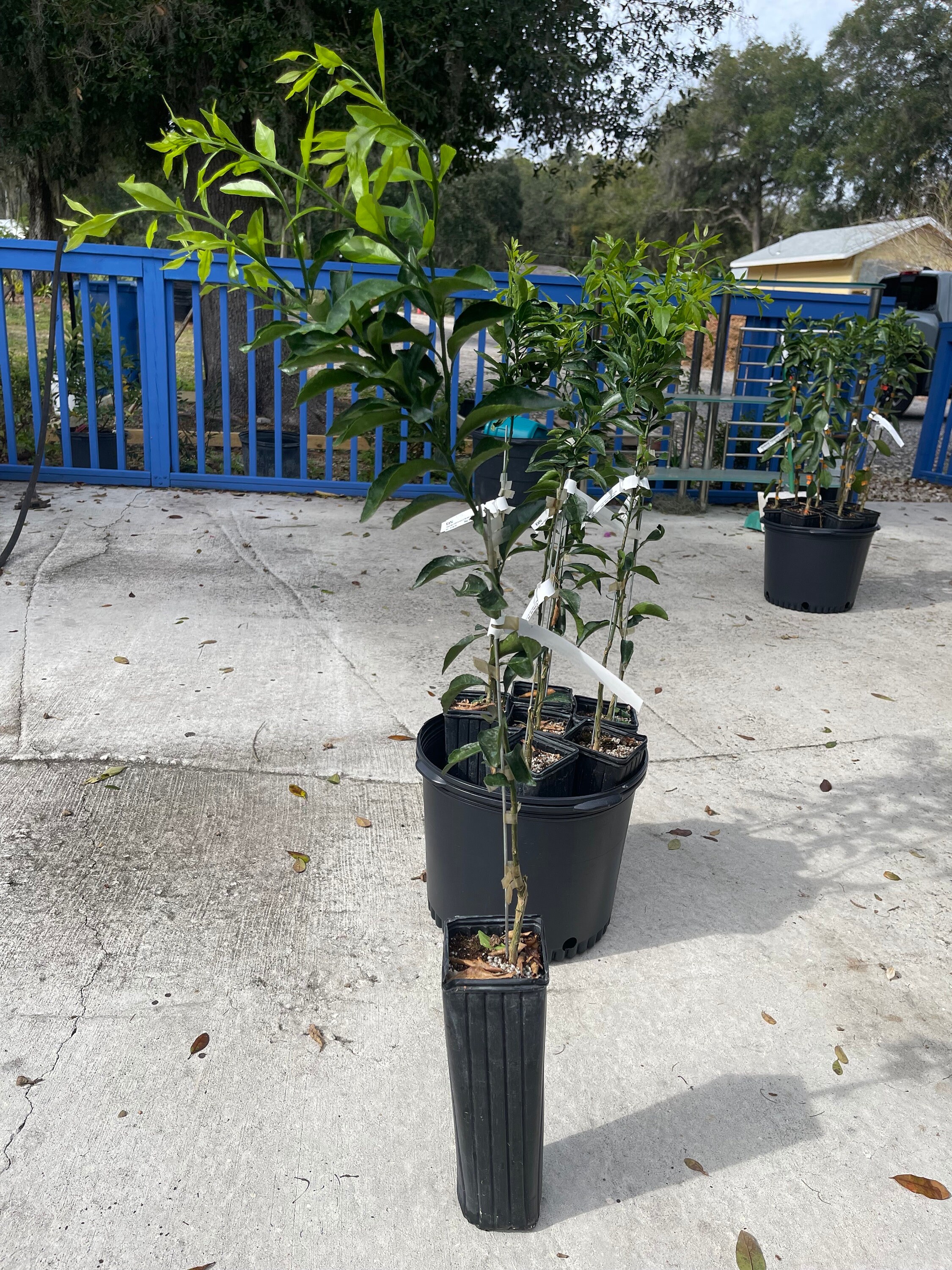 Kishu Seedless Mandarin Tree: 3ft Grafted Citrus. No Ship to CA. - Etsy