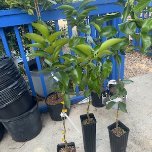 Gold Nugget Mandarin Tree 3ft Tall Grafted Tree. No Ship to CA. - Etsy