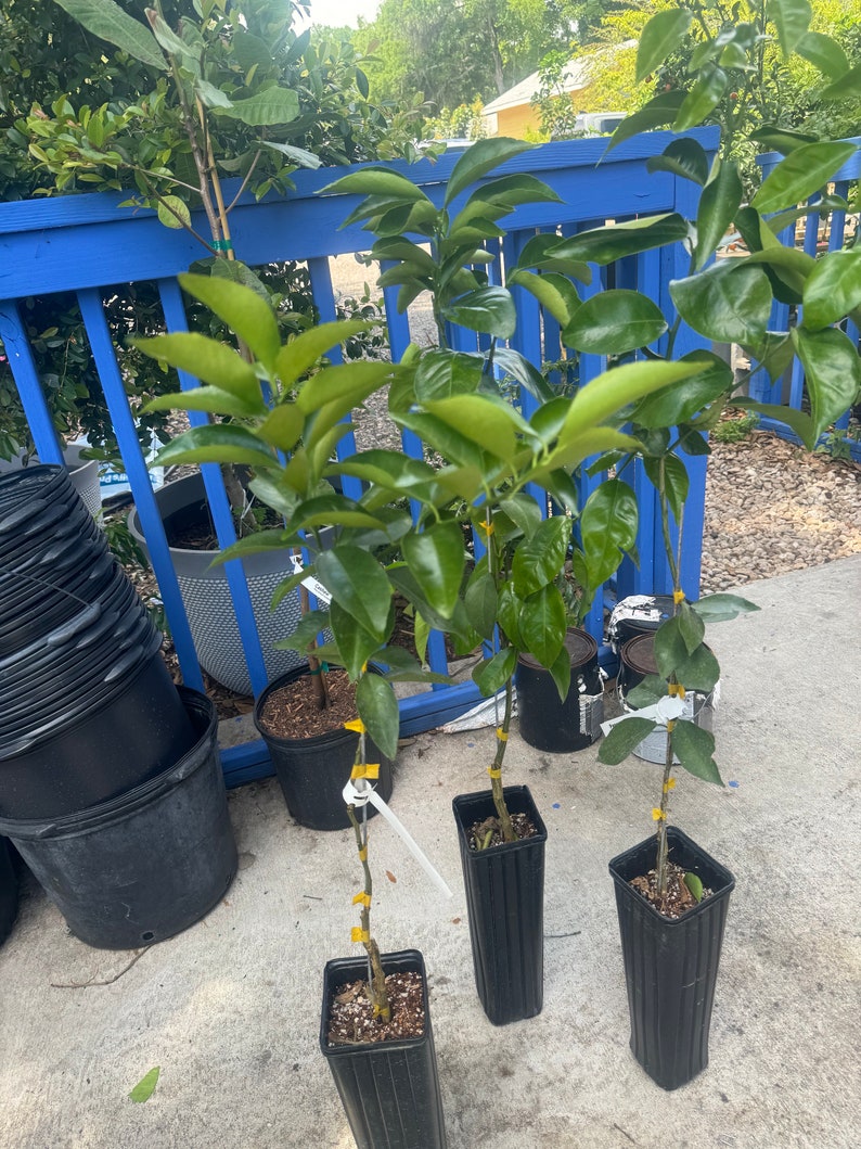 Gold Nugget Mandarin Tree 3ft Tall Grafted Tree. No Ship to CA. - Etsy