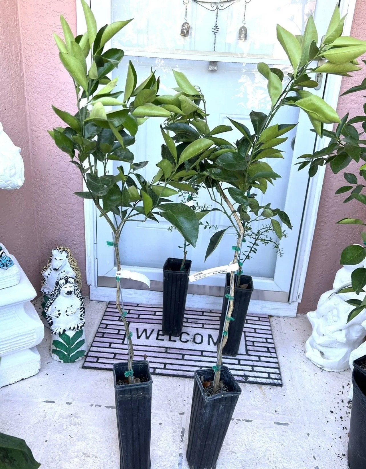 Varnia Sweet Orange Tree (grafted) 3-4 Feet Tall. No Ship to CA - Etsy