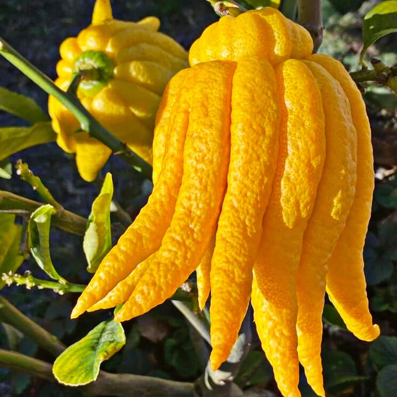 Buddha Hand Tree - Etsy