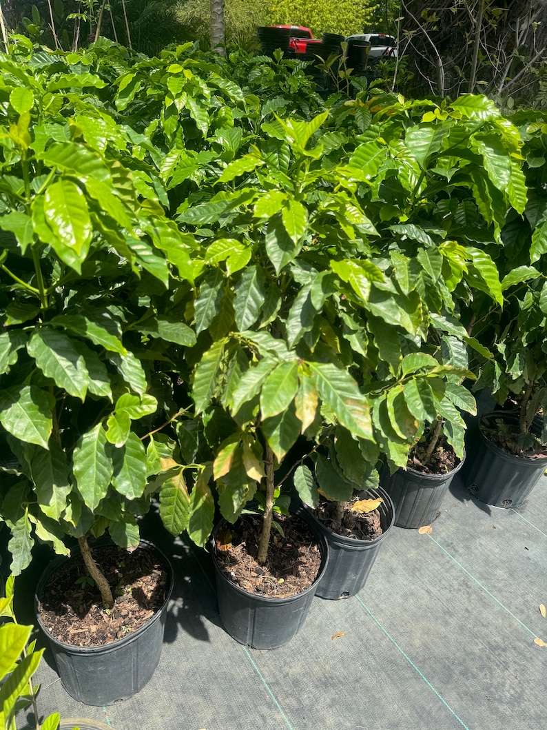 Brazilian Peaberry Moka Arabica Coffee Tree 4ft Tree With Pot . No Ship ...