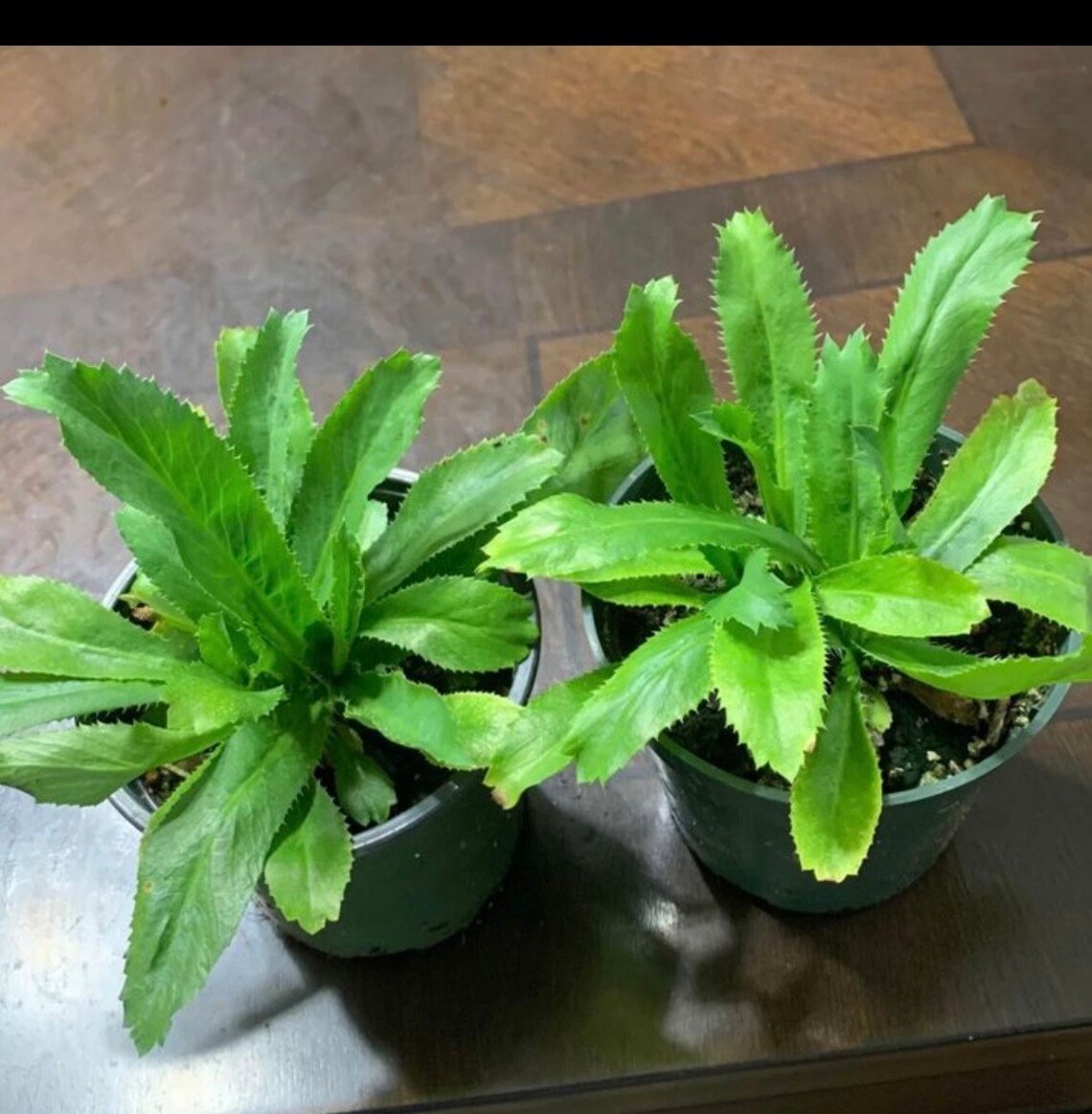 Culantro / Mexican Cilantro Plants 4” Pot, Ready for Harvest. - Etsy