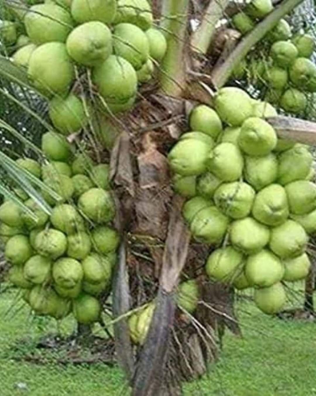 Dwarf Coconut Tree (malayan Dwarf) 3ft & Up. No Ship to CA. - Etsy