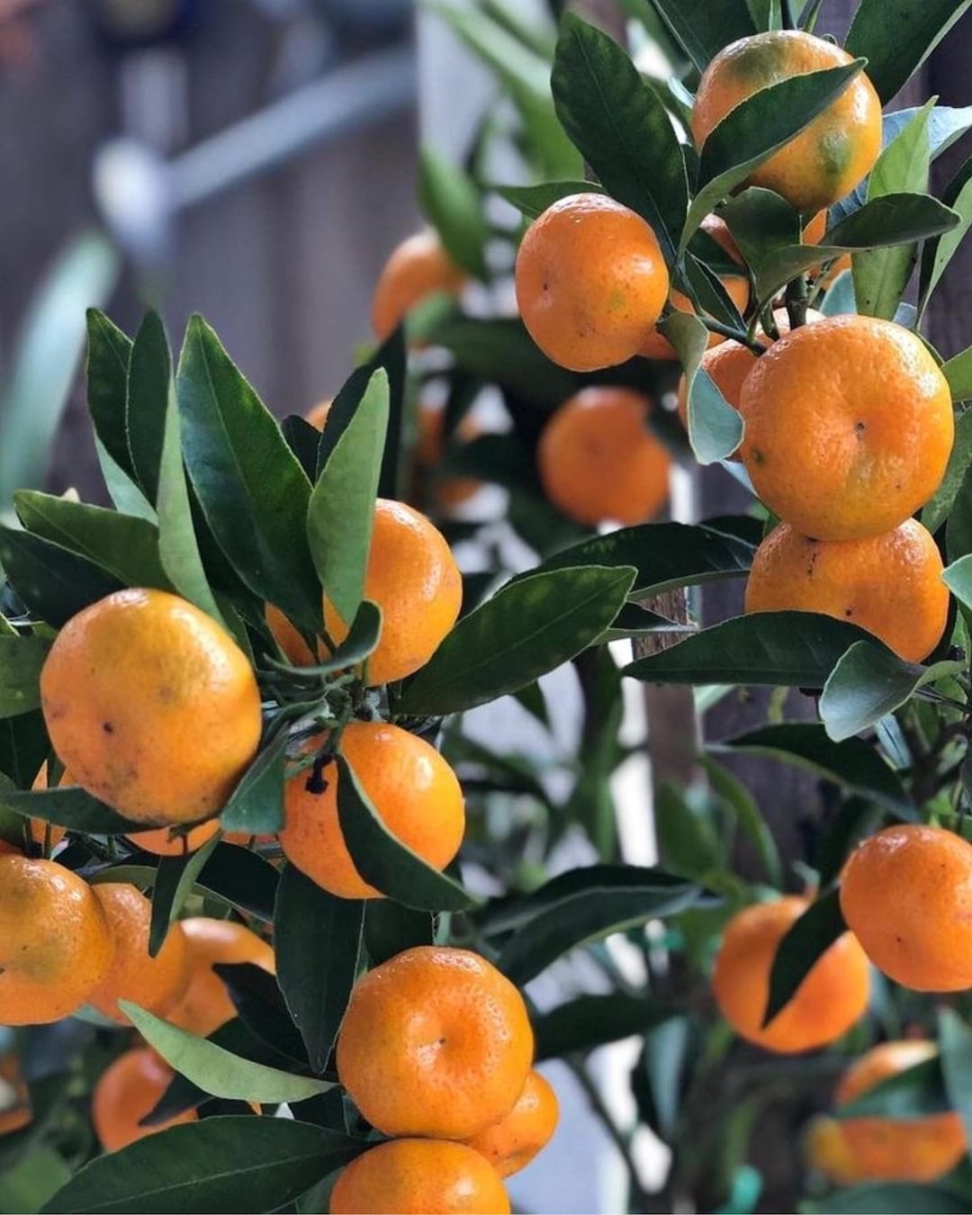 Kishu Seedless Mandarin Tree: 3ft Grafted Citrus. No Ship to CA. - Etsy