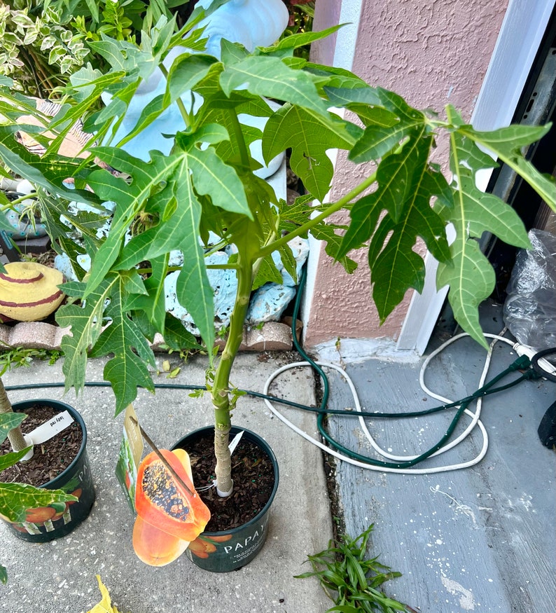 Papaya Red Lady Dwarf Tree 2ft Tall. No Shipping Ca. - Etsy Canada