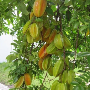 Sour Starfruit 'carambola' Tree (grafted) 3ft to 4ft Tall. No Ship to ...