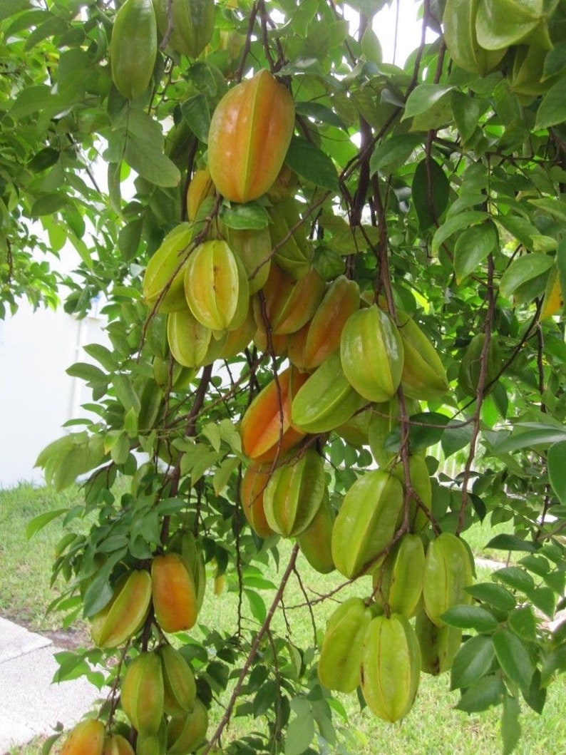 Sweet Starfruit 'carambola' Tree (grafted) 3 Feet Tall. No Shipping Ca ...